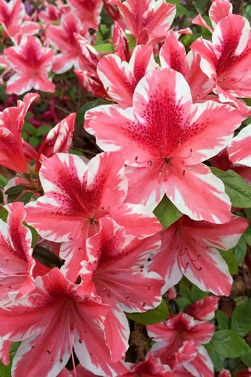 Premium Ben Morrison Azalea - 3 Gallon Pot at the Best Prices—Shop ...